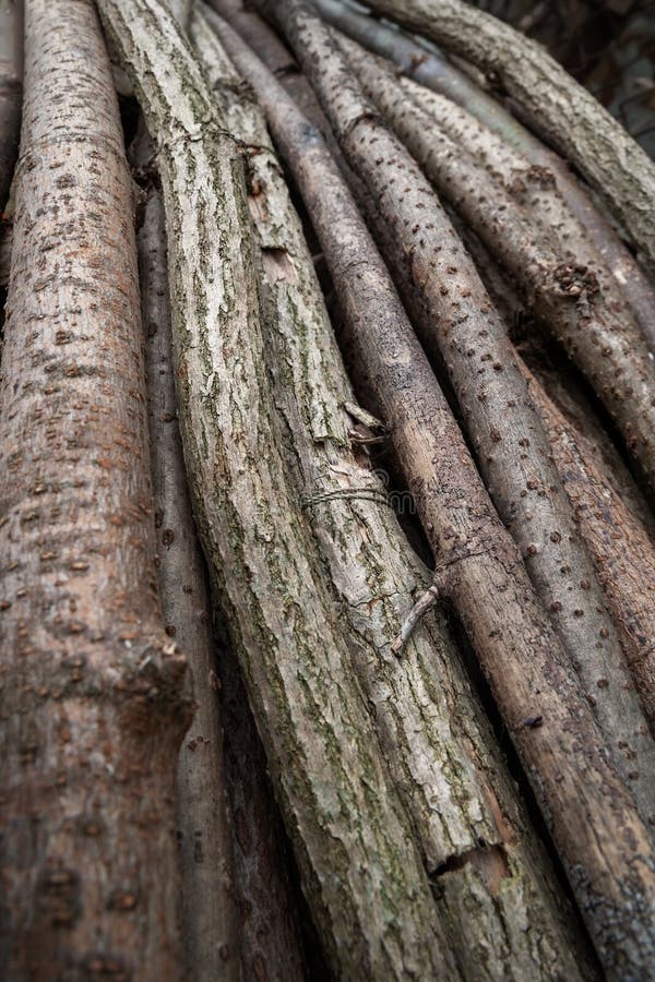 Stack of Branches. Cut Branches. Wood for a Fire Stock Image - Image of ...