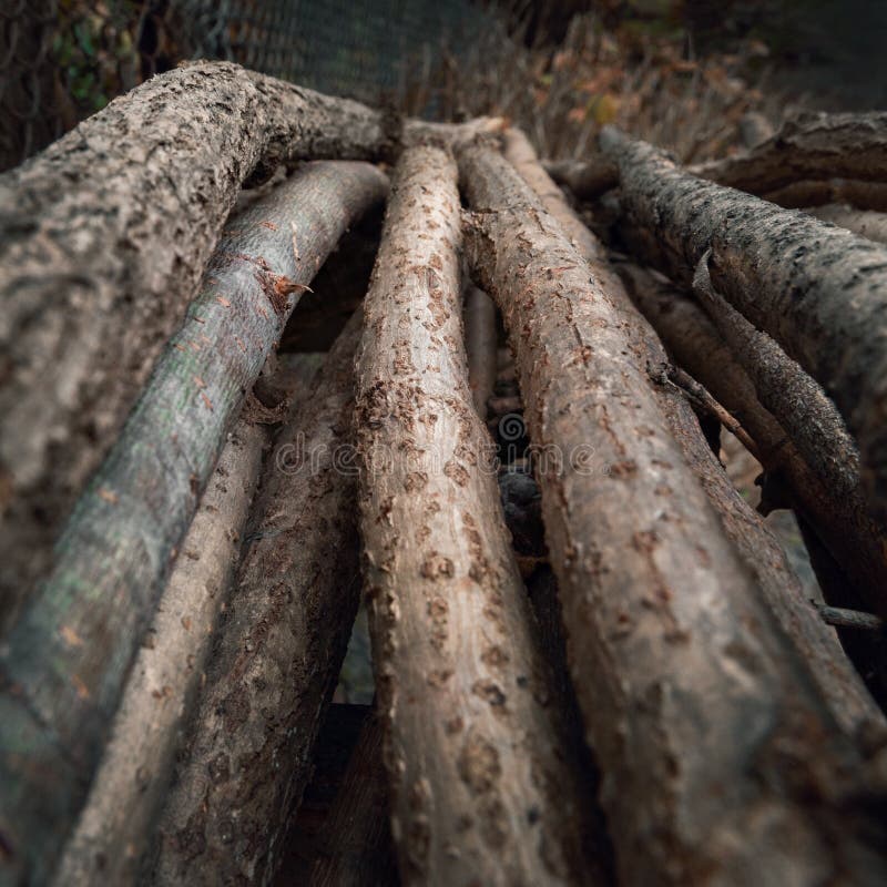 Stack of Branches. Cut Branches. Firewood for a Fire Stock Image ...