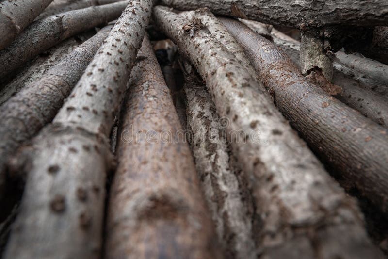 Stack of Branches. Cut Branches. Firewood for a Fire Stock Photo ...