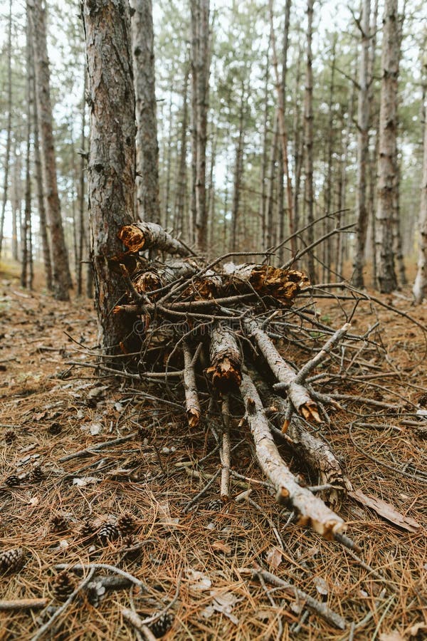 Stack of Branches in a Pine Forest Stock Photo - Image of earthy ...