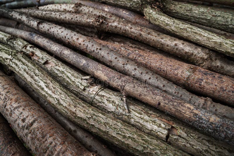 Stack of Branches. Sawn Branches. Firewood for a Fire Stock Image ...