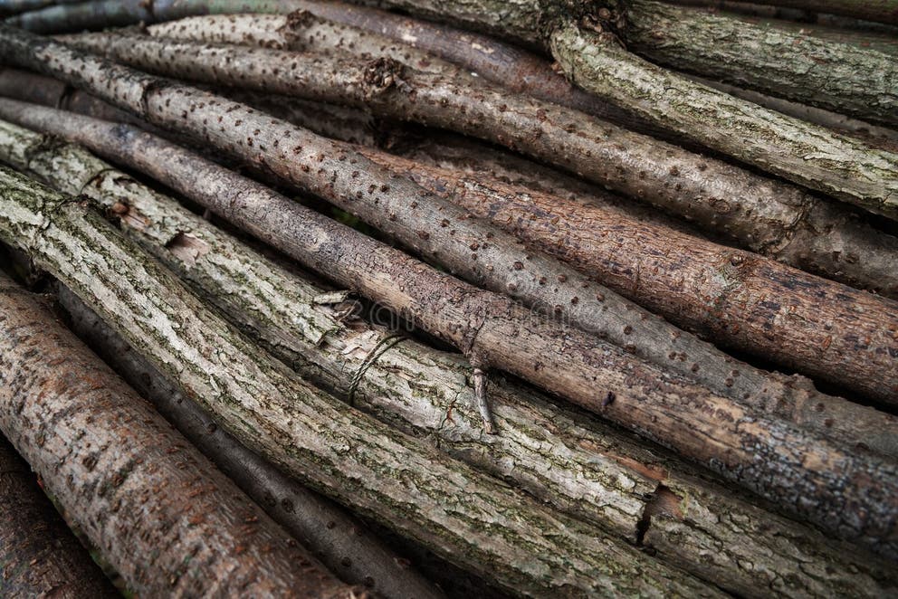 Stack of Branches. Sawn Branches. Firewood for a Fire Stock Image ...