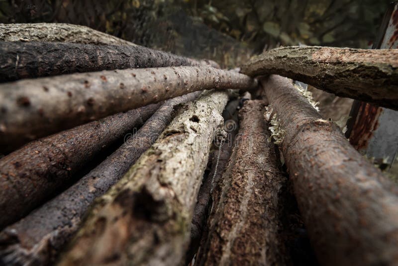 Stack of Branches. Sawn Branches. Firewood for a Fire Stock Photo ...