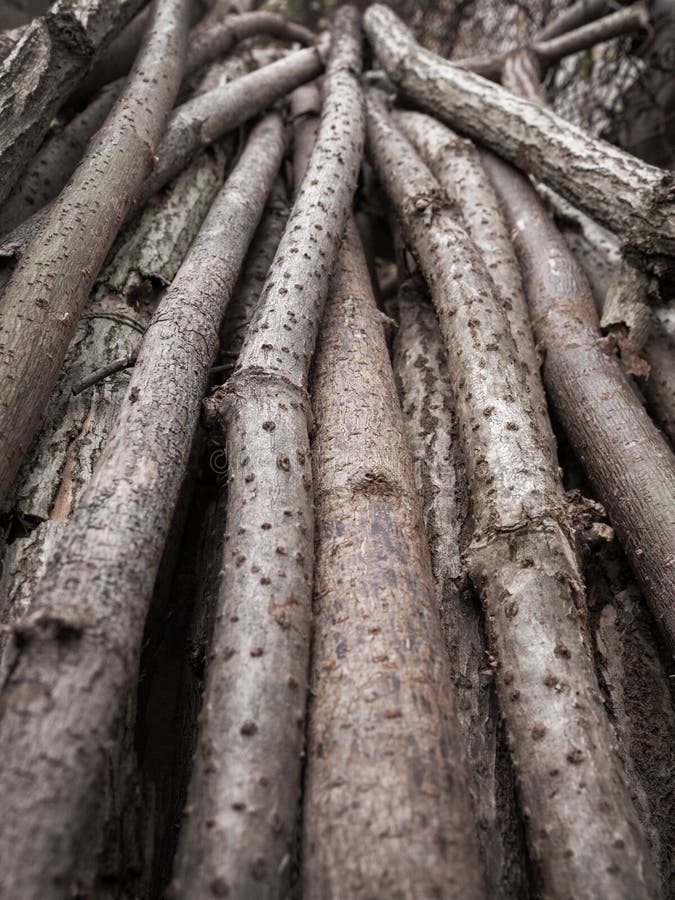 Sawn Branches. Stack of Branches. Firewood for a Fire Stock Photo ...