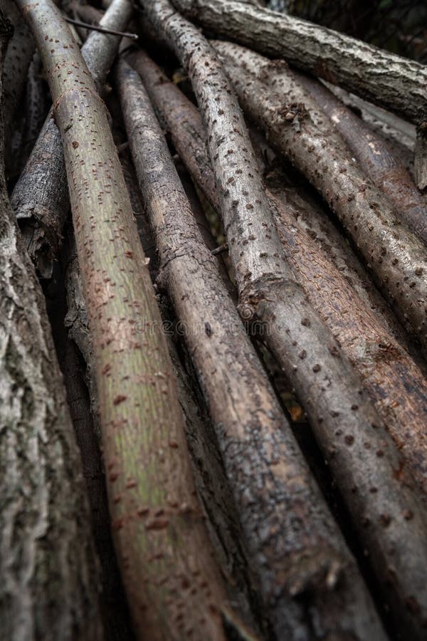 Stack of Branches. Sawn Branches. Wood for a Fire Stock Image - Image ...
