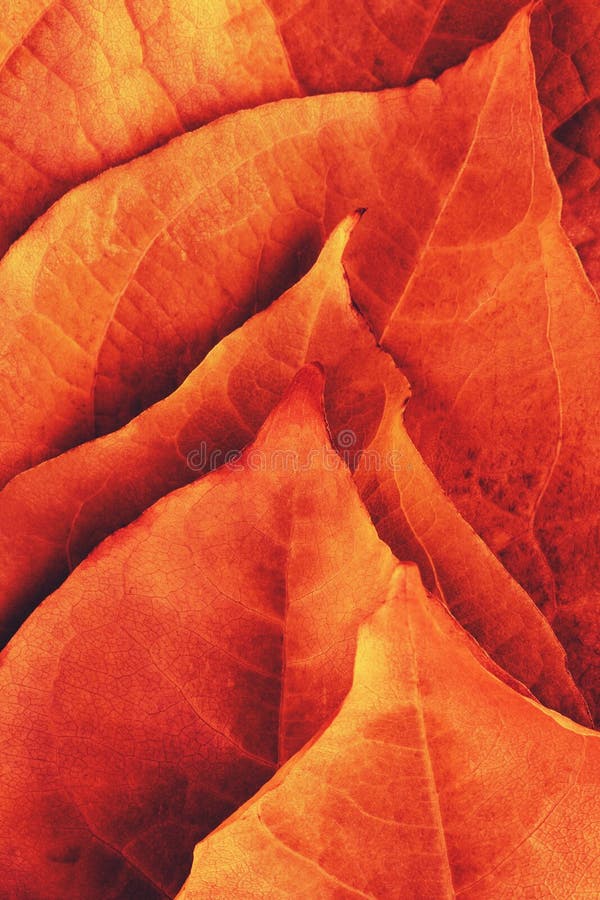 Stack of Bright Color Autumn Leaves, Macro Stock Image - Image of ...