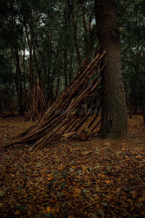 Stack of Broken Branches Next To Trees in a Forest during the Fall ...