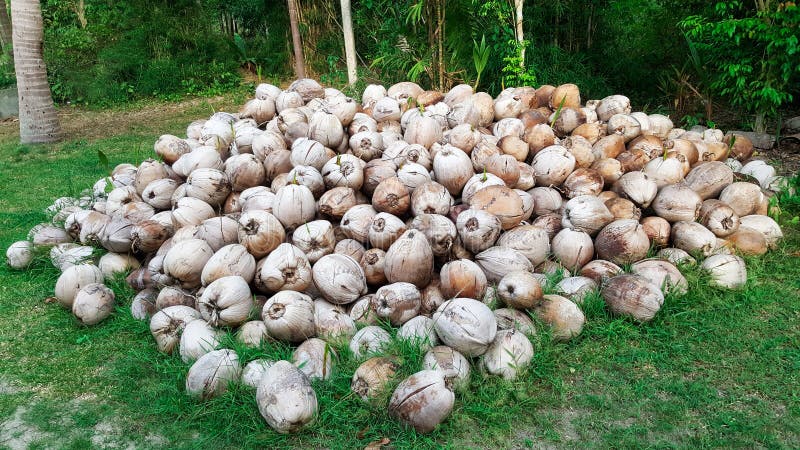 Stack of Brown Coconut in Garden Stock Image - Image of organic ...