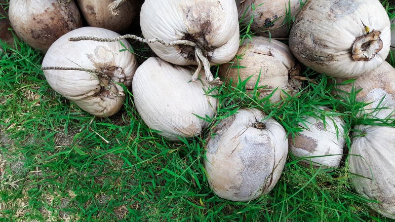 Stack of Brown Coconut in Garden Stock Photo - Image of closeup ...