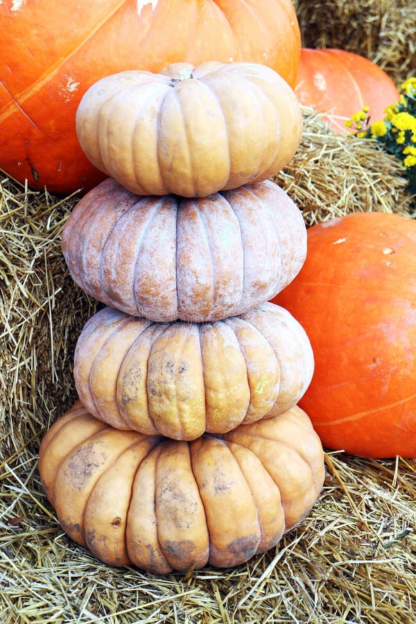 Bumpy pumpkin skin stock photo. Image of agriculture - 10678010