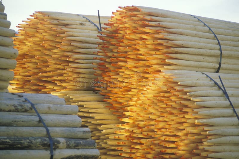 A Stack of Bundled Fence Posts Stock Image - Image of climate ...