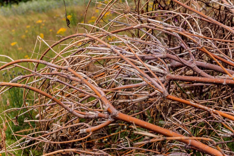 A Stack of Bush Branches Cut Stock Photo - Image of season, texture ...