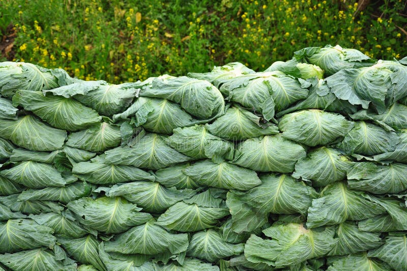Stack of Cabbage in the Field Stock Photo - Image of outdoor, closeup ...
