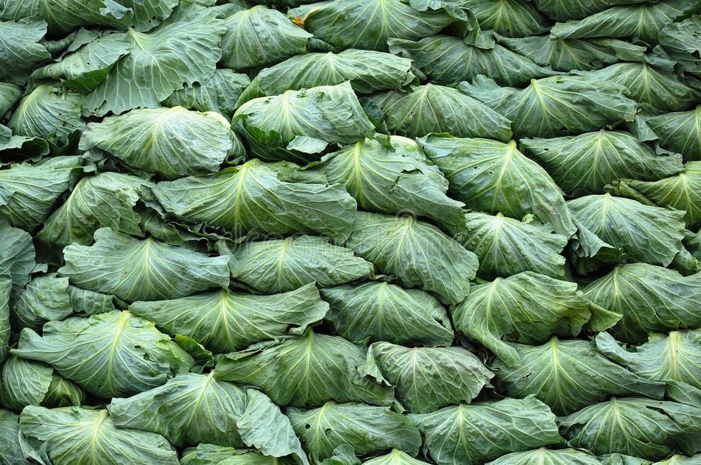 Stack of Cabbage in the Field Stock Image - Image of frame, freshness ...
