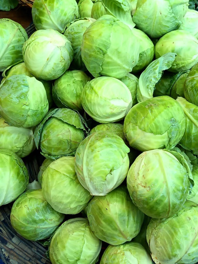 Stack of cabbage stock photo. Image of white, cabbage - 272361900