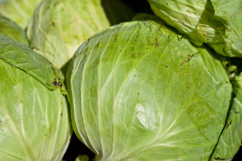 Stack of Cabbages on a Market Stall Stock Photo - Image of stall ...