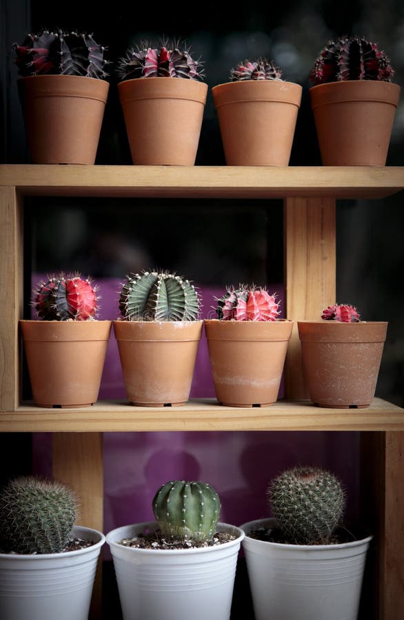 Stack of Cactus Pot on Wooden Shelf Stock Photo - Image of beautiful ...