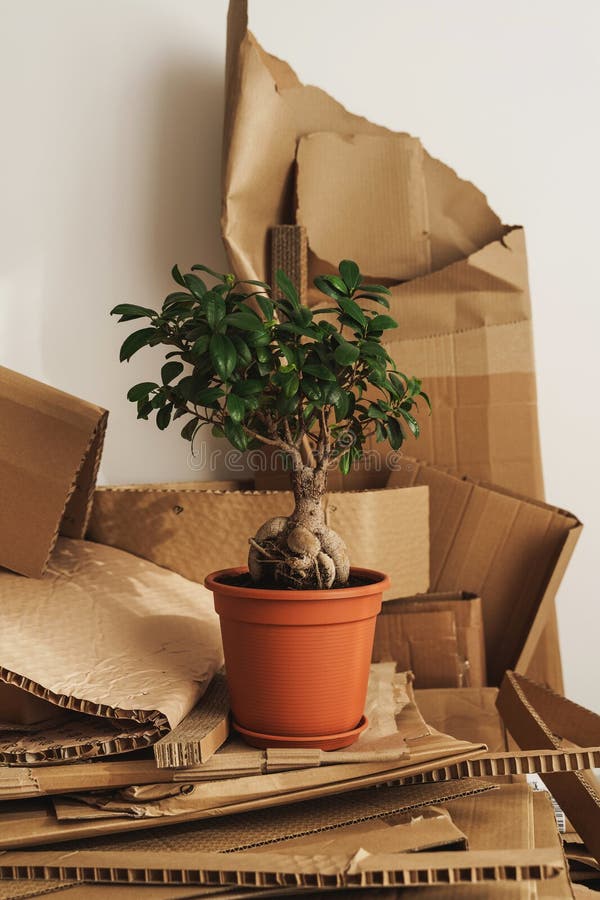 Stack of Cardboard Waste and Ficus Potted Plant at Home. Concepts of ...