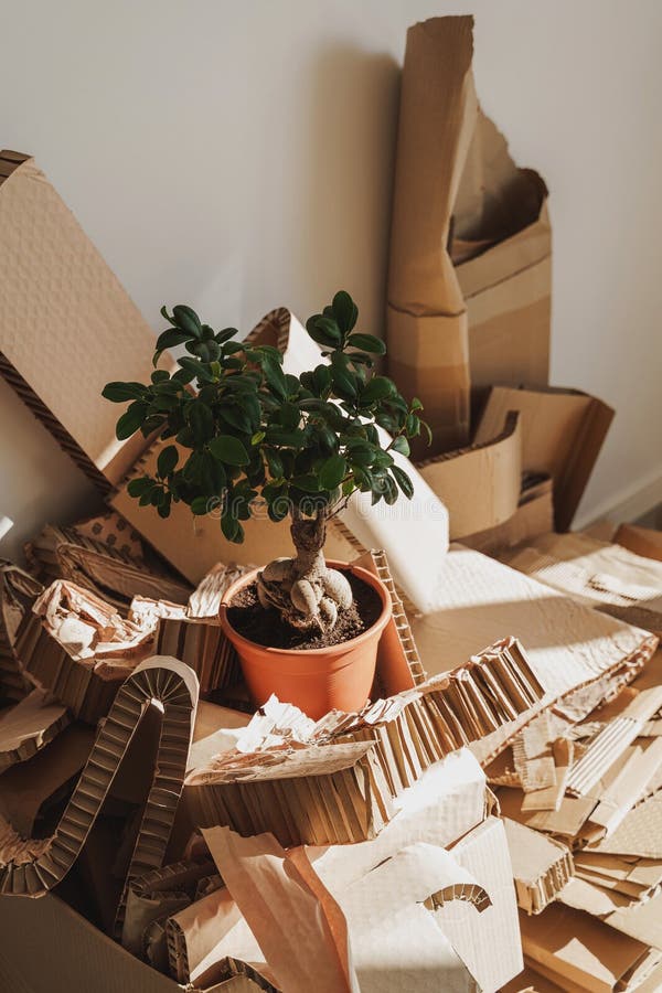 Stack of Cardboard Waste and Ficus Potted Plant at Home. Concepts of ...