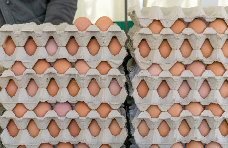 Cardboard box with eggs stock image. Image of animal - 113744989
