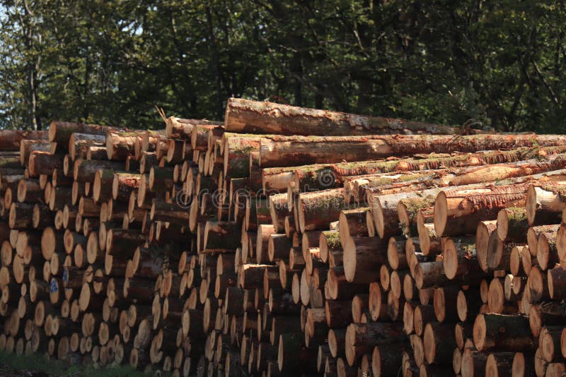 Stack of Chopped Firewood in Forest Stock Image - Image of stack ... Stack of Chopped Firewood in Forest Stock Image - Image of stack ...