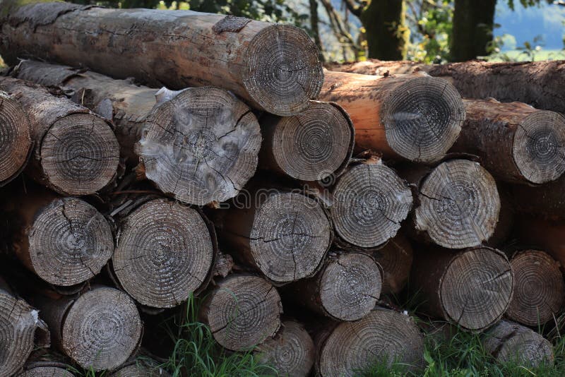 Stack of Chopped Firewood in Forest Stock Photo - Image of rural ... Stack of Chopped Firewood in Forest Stock Photo - Image of rural ...