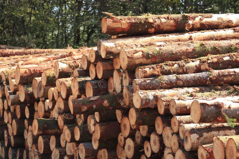 Stack of Chopped Firewood in Forest Stock Photo - Image of ... Stack of Chopped Firewood in Forest Stock Photo - Image of ...