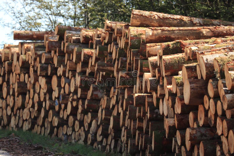 Stack of Chopped Firewood in Forest Stock Photo - Image of rustic ...