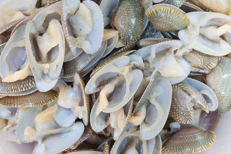 The Stack of Clams Wait Cooking Stock Image - Image of seafood, fish ...