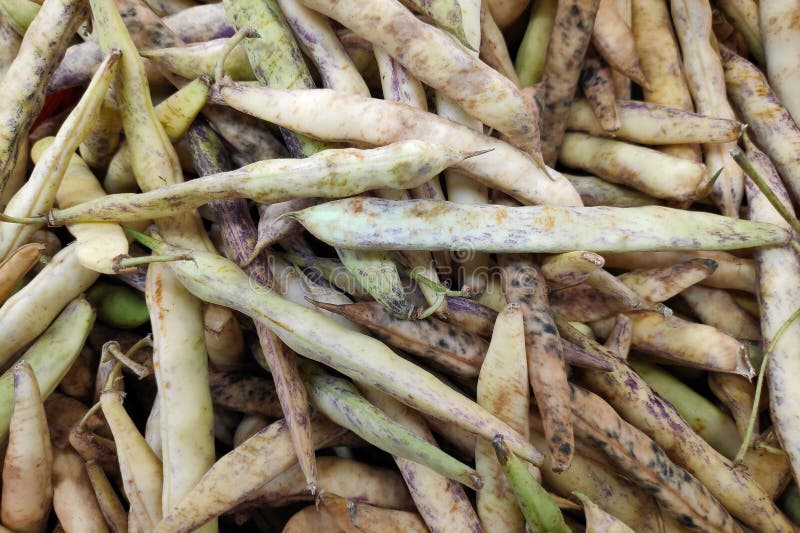 Stack of Coco De Paimpol on a Market Stall Stock Image - Image of ...
