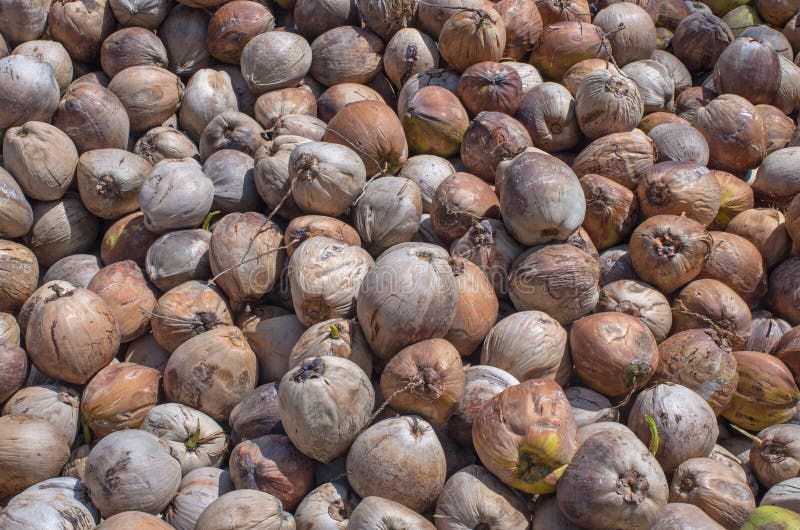 Stack of the Coconut for Coconut Oil Industry Stock Image - Image of ...