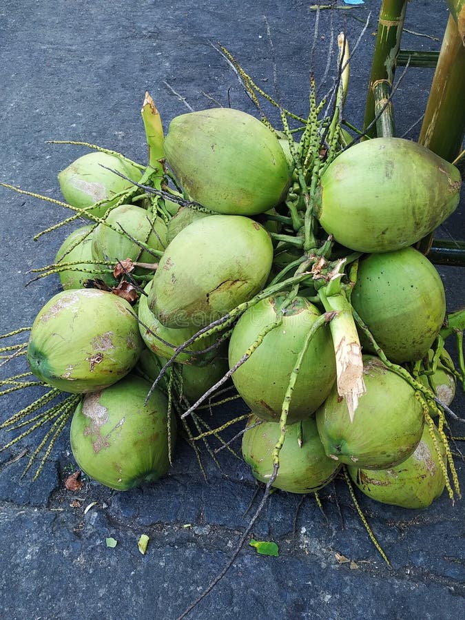Stack the Coconut in the Market Stock Photo - Image of coconuts, health ...