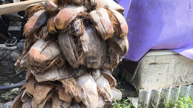 Stack of Coconut Shells Used for Baking or Potting Stock Photo - Image ...