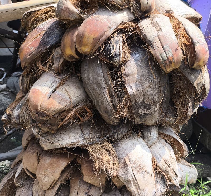 Stack of Coconut Shells Used for Baking or Potting Stock Photo - Image ...