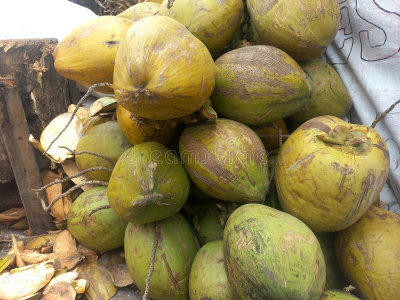Stack the Coconuts at the Booth Stock Photo - Image of dish, exotic ...
