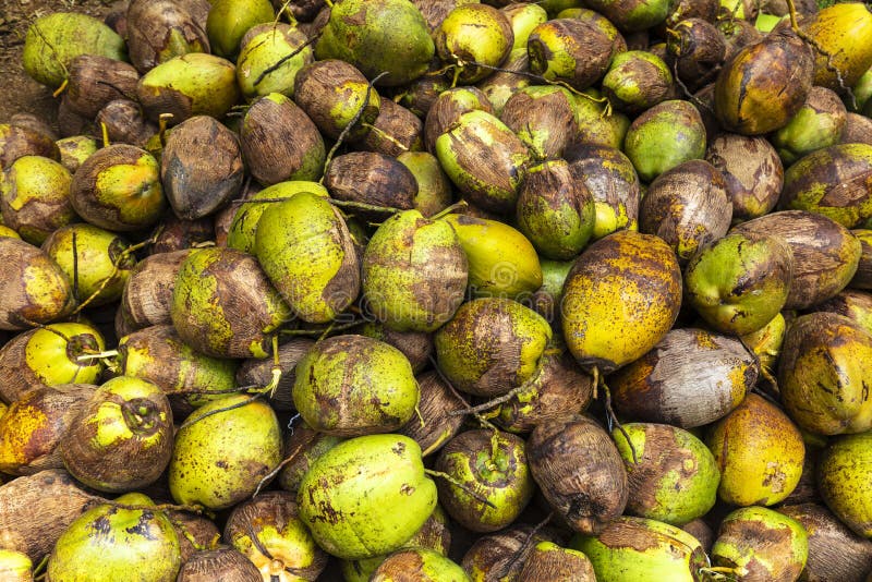 Stack of the Coconuts in Farm for Coconut Oil Industry Stock Image ...