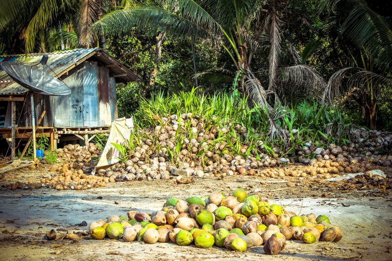 Stack of the Coconuts in Farm for Coconut Oil Stock Photo - Image of ...