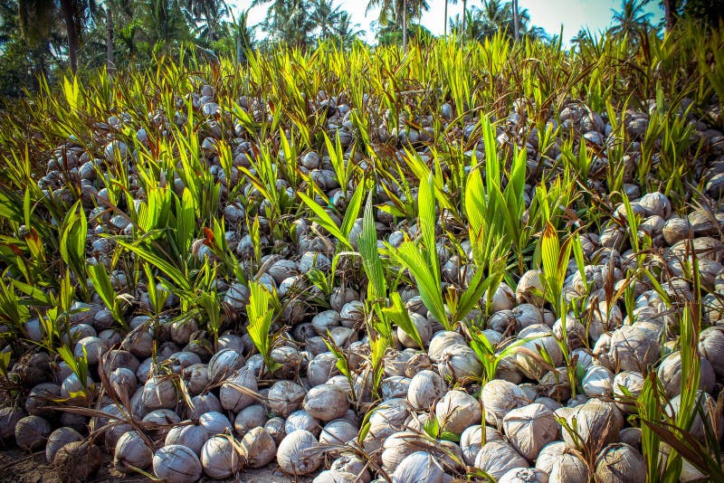Stack of the Coconut in Farm for Coconut Oil Industry Stock Image ...