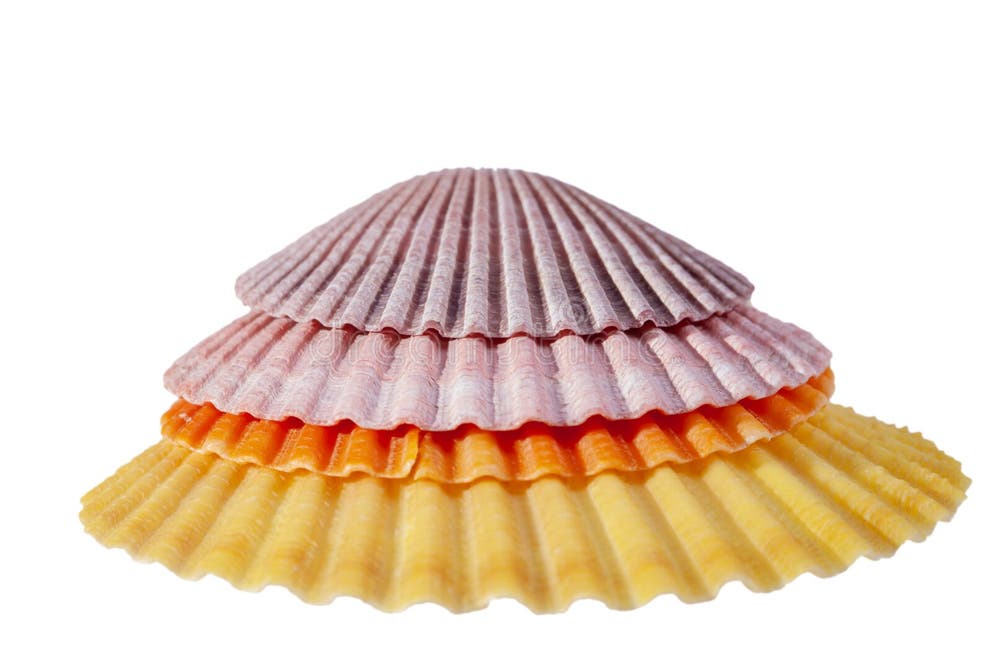 Stack of Colorful Sea Shells Isolated on White Background, Close Up ...