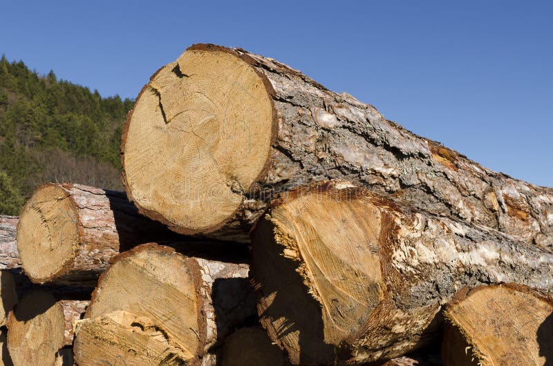 Stack of Bulgarian Lev stock image. Image of paper, paying - 187730321