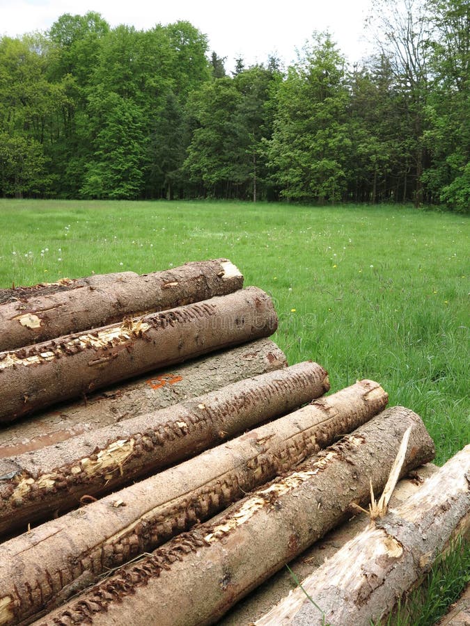 Stack of Coniferous Wood in the Forest, Felled Tree Trunks Piled Up ...