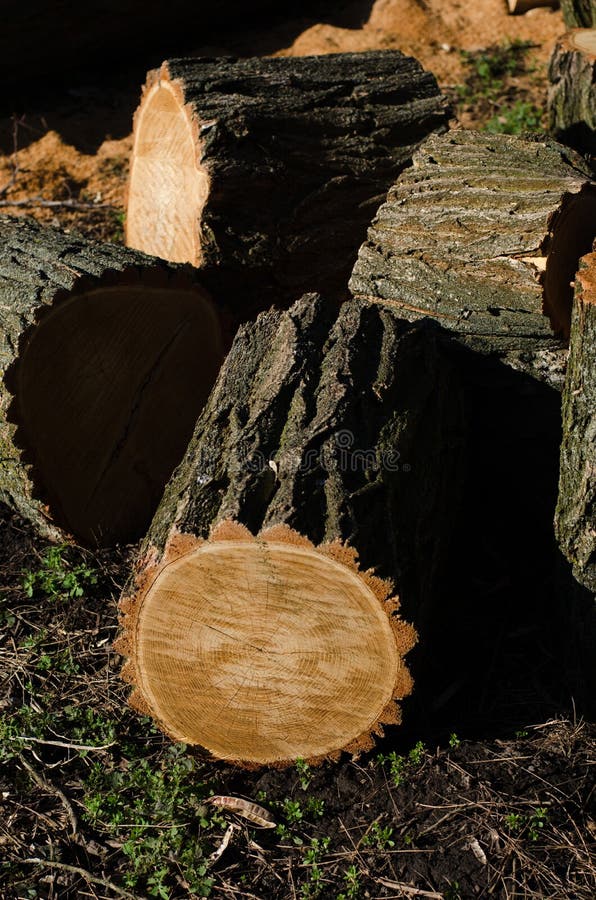 Stack of Construction Raw Timber in Sawmill Stock Photo - Image of ...