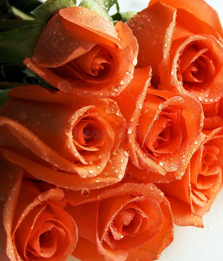 Stack of coral roses stock image. Image of bunched, petals - 3917693