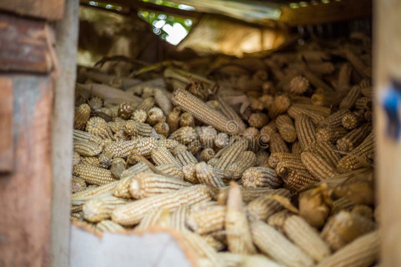 105 Crop Storeroom Stock Photos - Free & Royalty-Free Stock Photos from ...