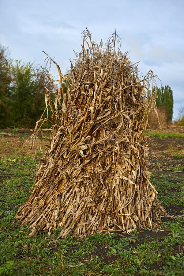Stack Corn Stock Images - Download 13,898 Royalty Free Photos