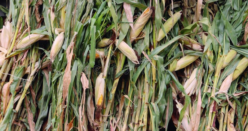 Stack of Corn Plants Harvest, in Autumn Time Stock Video - Video of ...