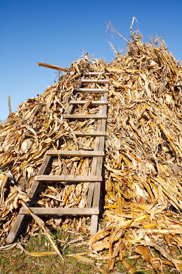 Stack of corn stems stock image. Image of stack, rural - 17230795