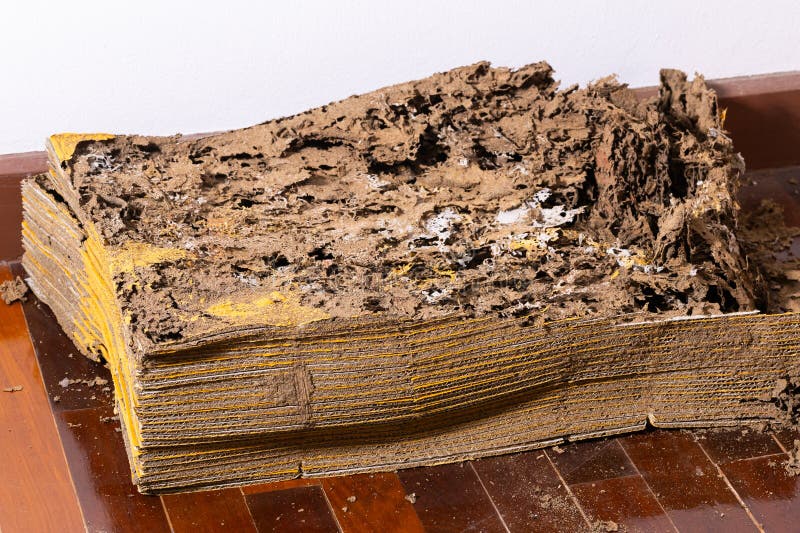 Stack of Corrugated Paper Eaten by Termite Stock Image - Image of ...