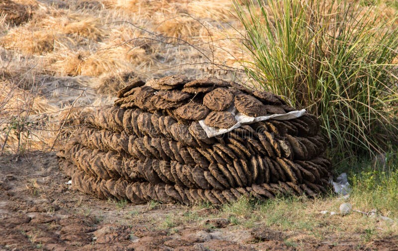 A Large Stack of Cow Dung in India Stock Photo - Image of large, heat ...