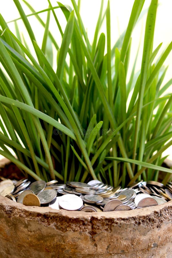Stack of Currency Coin in Flower Pot with Green Leaf Plant Stock Photo ...